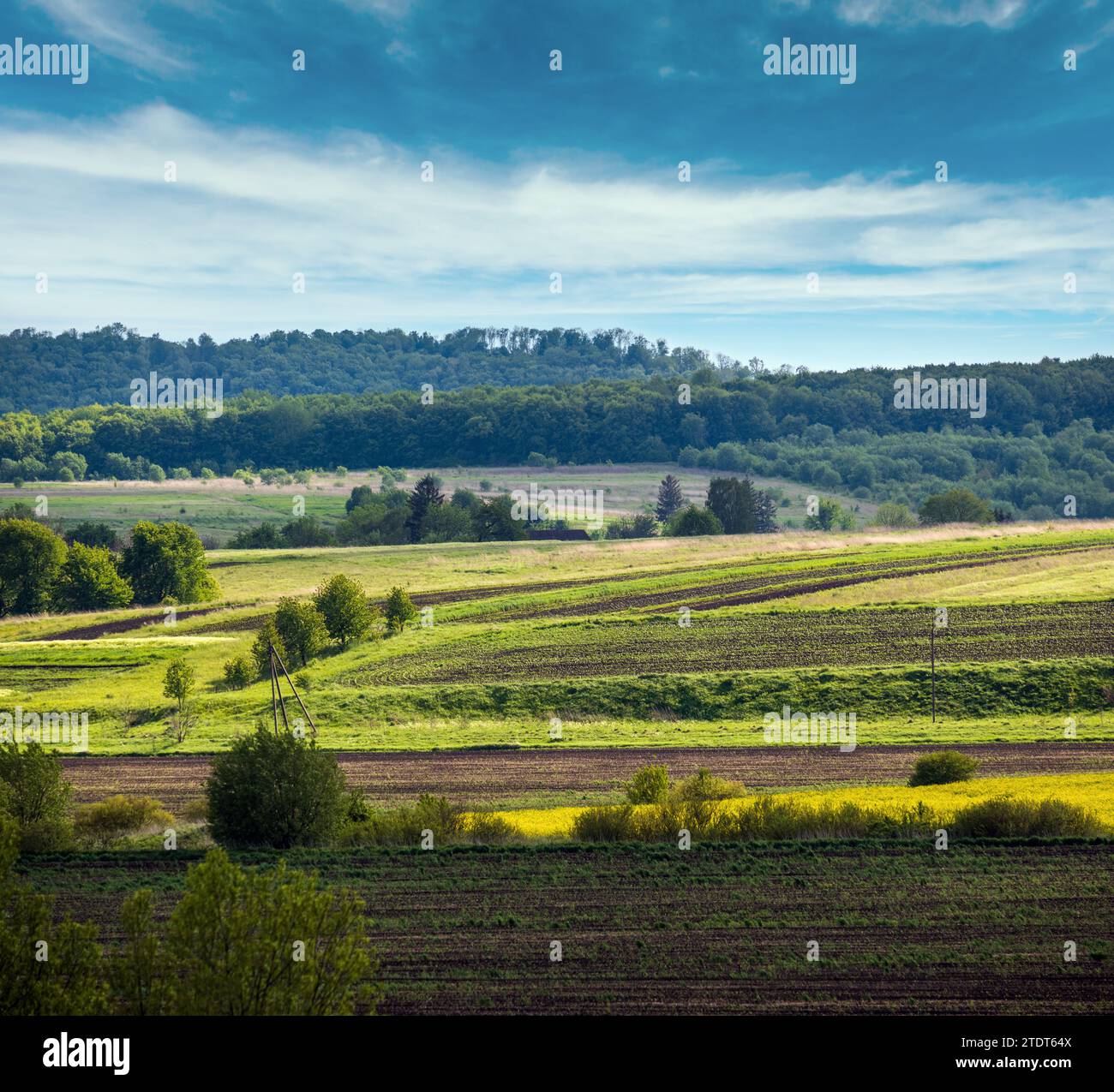 Spring countryside view with rapeseed yellow blooming fields, groves ...
