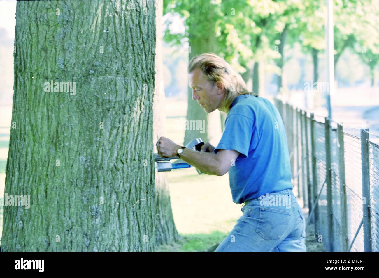 Injecting elm trees hi-res stock photography and images - Alamy