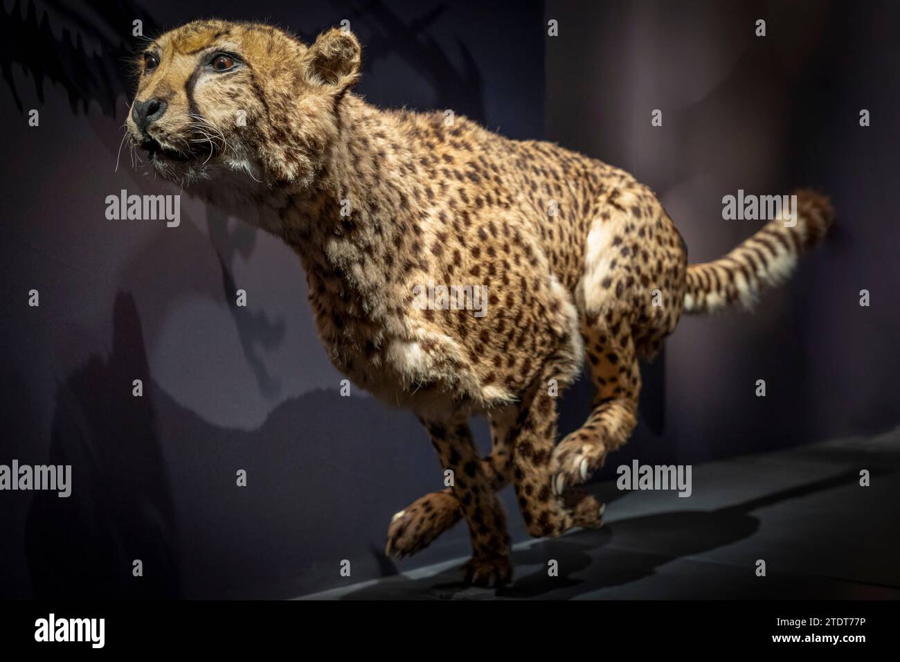 Paris, France - 06 10 2023: The Great Evolution Gallery of Paris ...