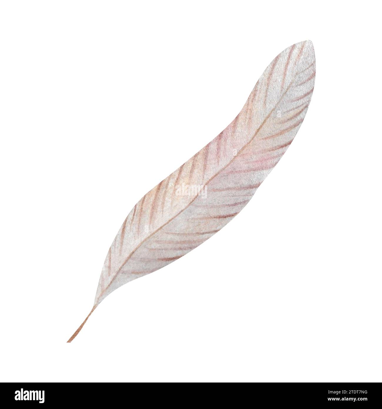 Delicate wing patterns hi-res stock photography and images - Alamy