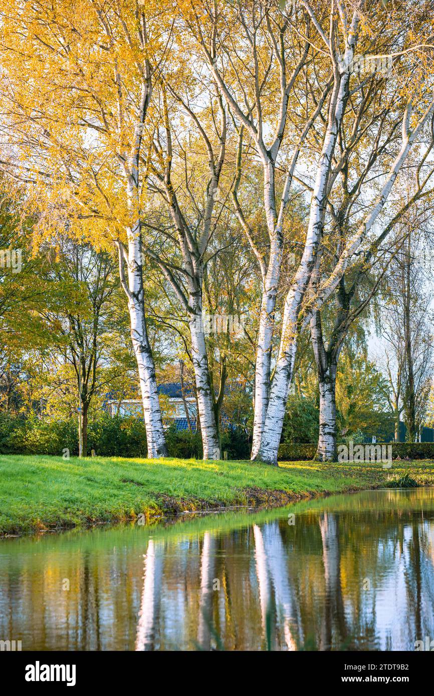Poplar trees trunks hi-res stock photography and images - Alamy