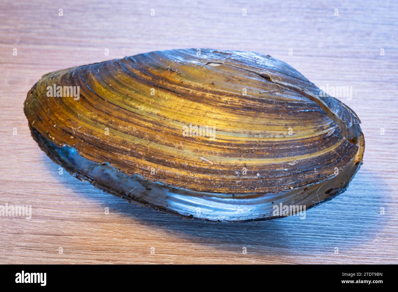 On an unio pictorum hi-res stock photography and images - Alamy