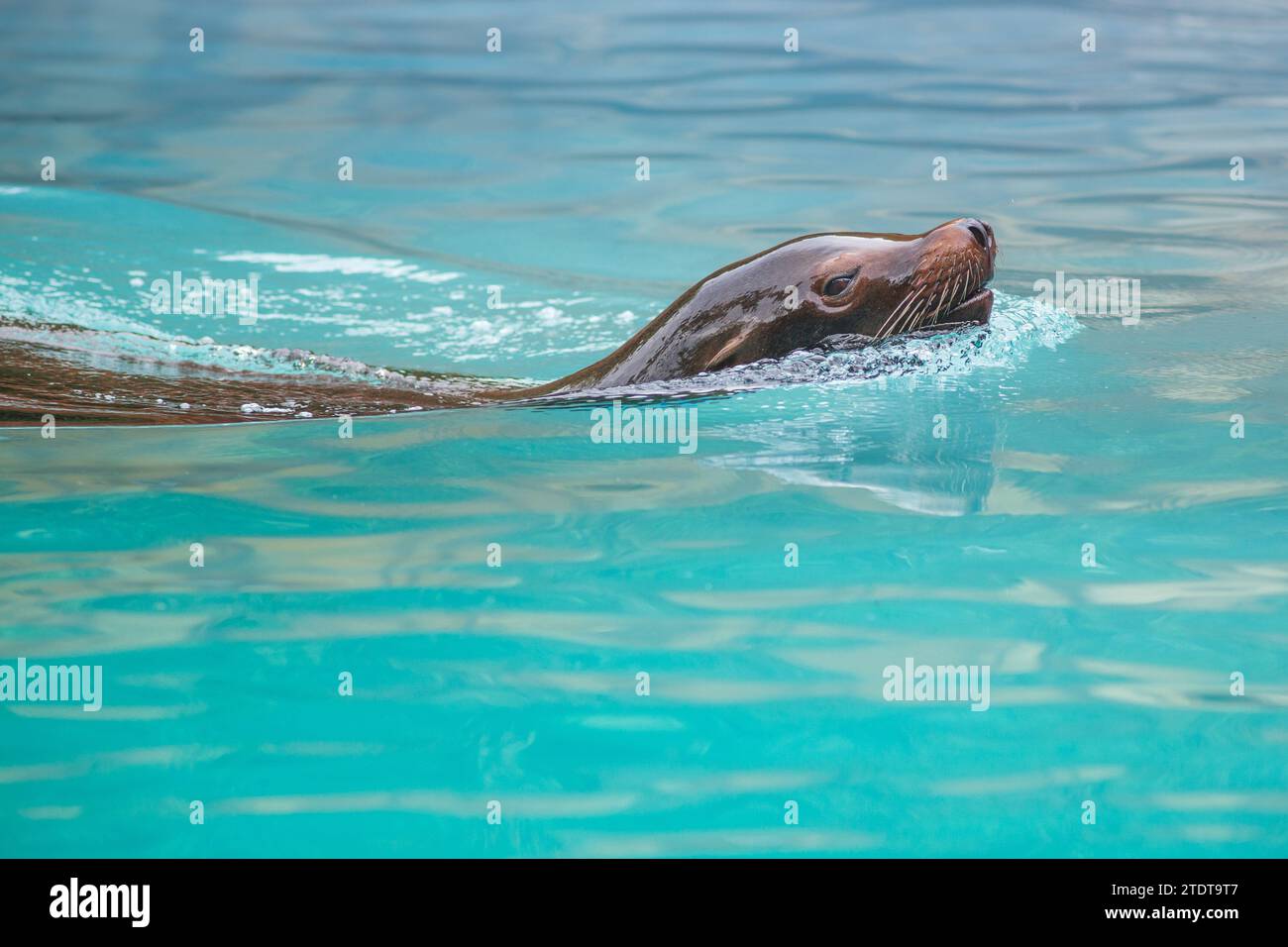 Sea Lion swimming in water. Photography taken in France Stock Photo - Alamy