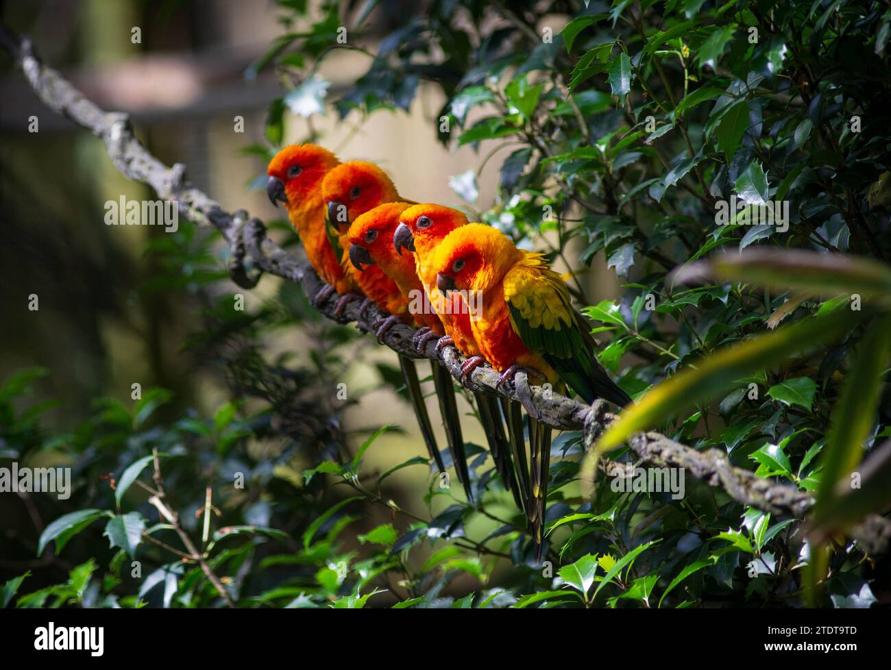 Group of aligned Sun parakeets or sun conure Aratinga solstitialis ...