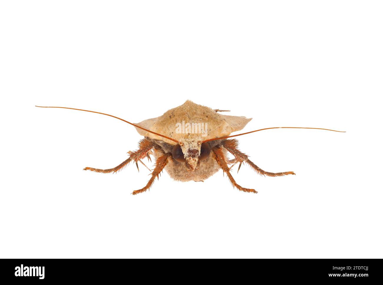 Large yellow underwing moth isolated on white background, Noctua ...