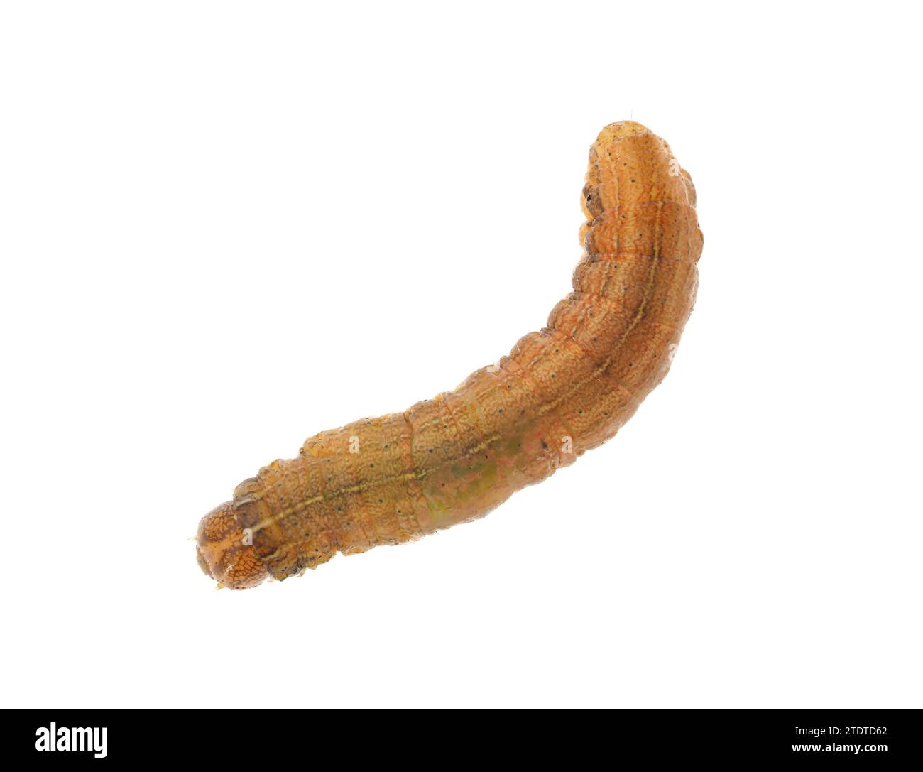 Brown-line bright-eye larva isolated on white background, Mythimna ...