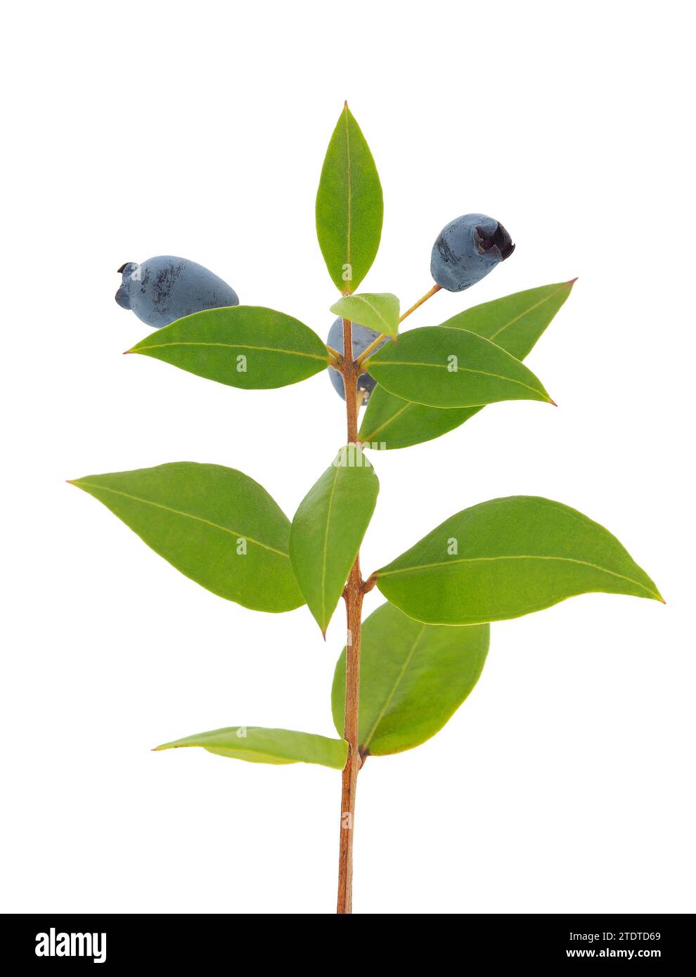 Common myrtle isolated on white background, Myrtus communis Stock Photo ...