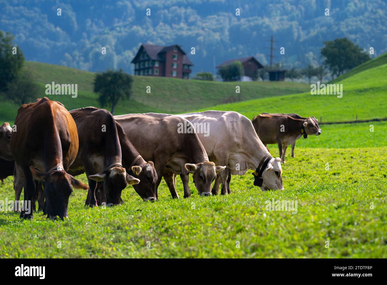 Cow in alpine meadow. Beefmaster cattle in green field. Cow in meadow ...