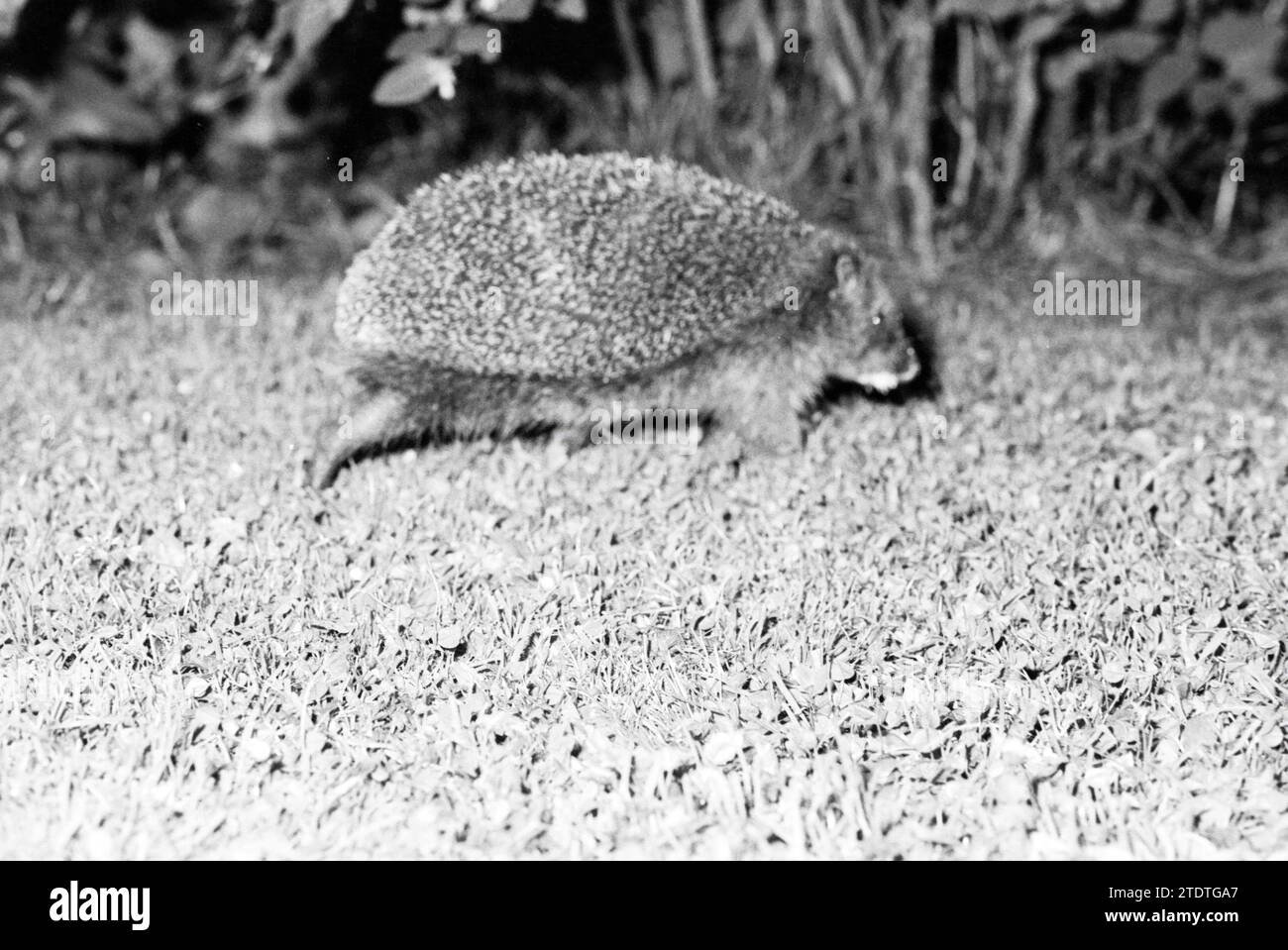 Hedgehog in the garden with bowl of milk, Animals, 31-07-1978, Whizgle ...