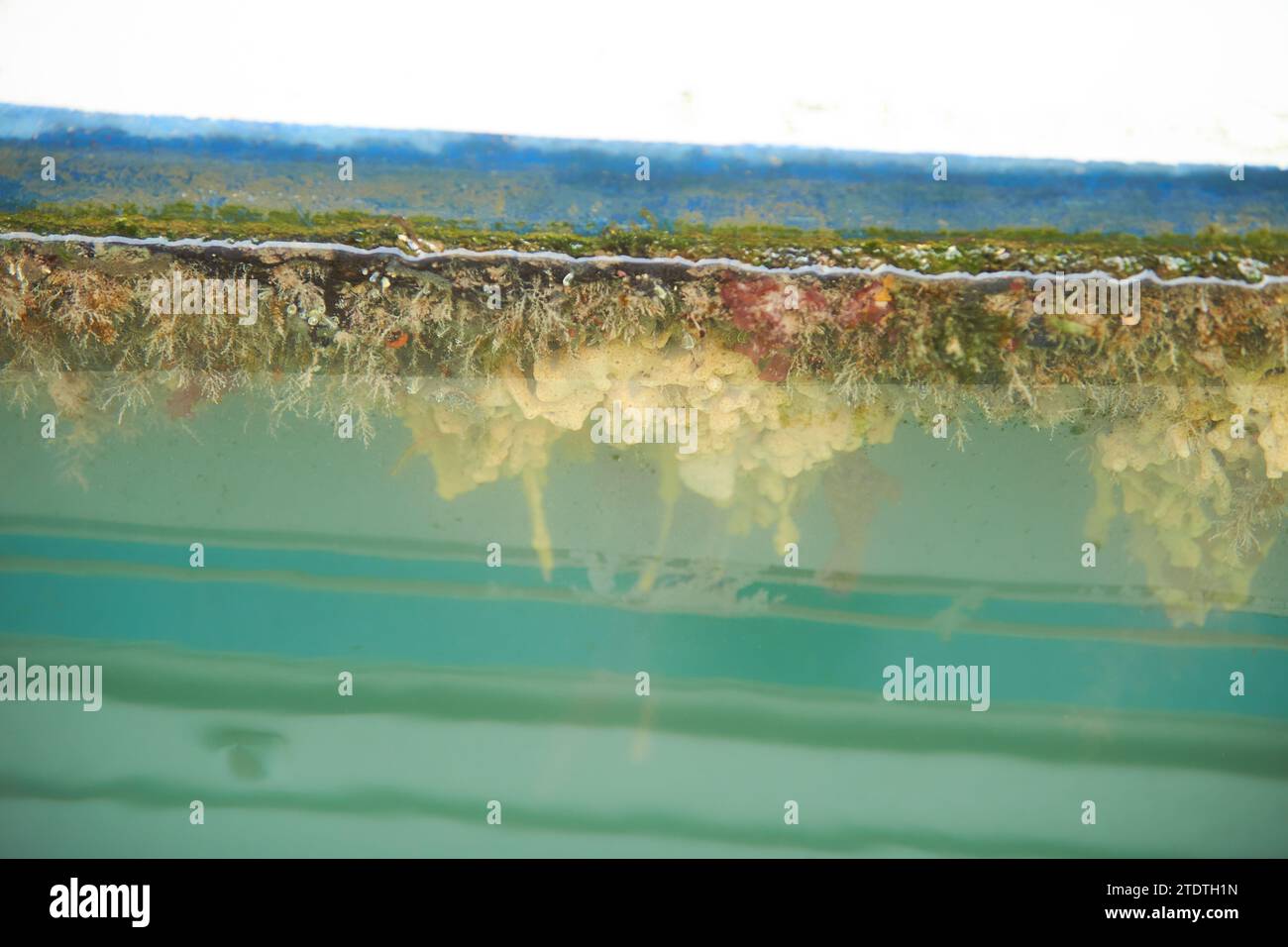 Molluscs, overgrown ship bottom. Shellfish on the hull of the ship ...