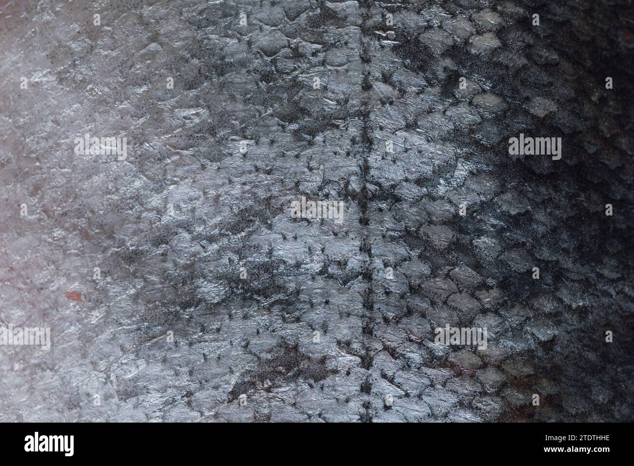 Metallic scales background hi-res stock photography and images - Alamy