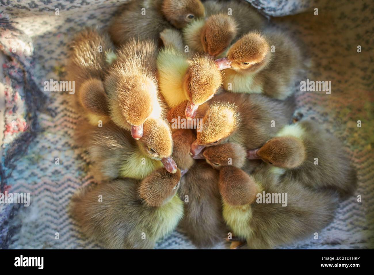 Lots of baby ducks hi-res stock photography and images - Alamy