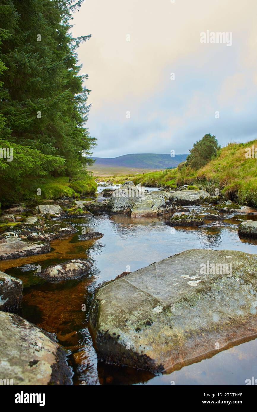 Forest stream surrounded by timberland in ancient old growth forest ...