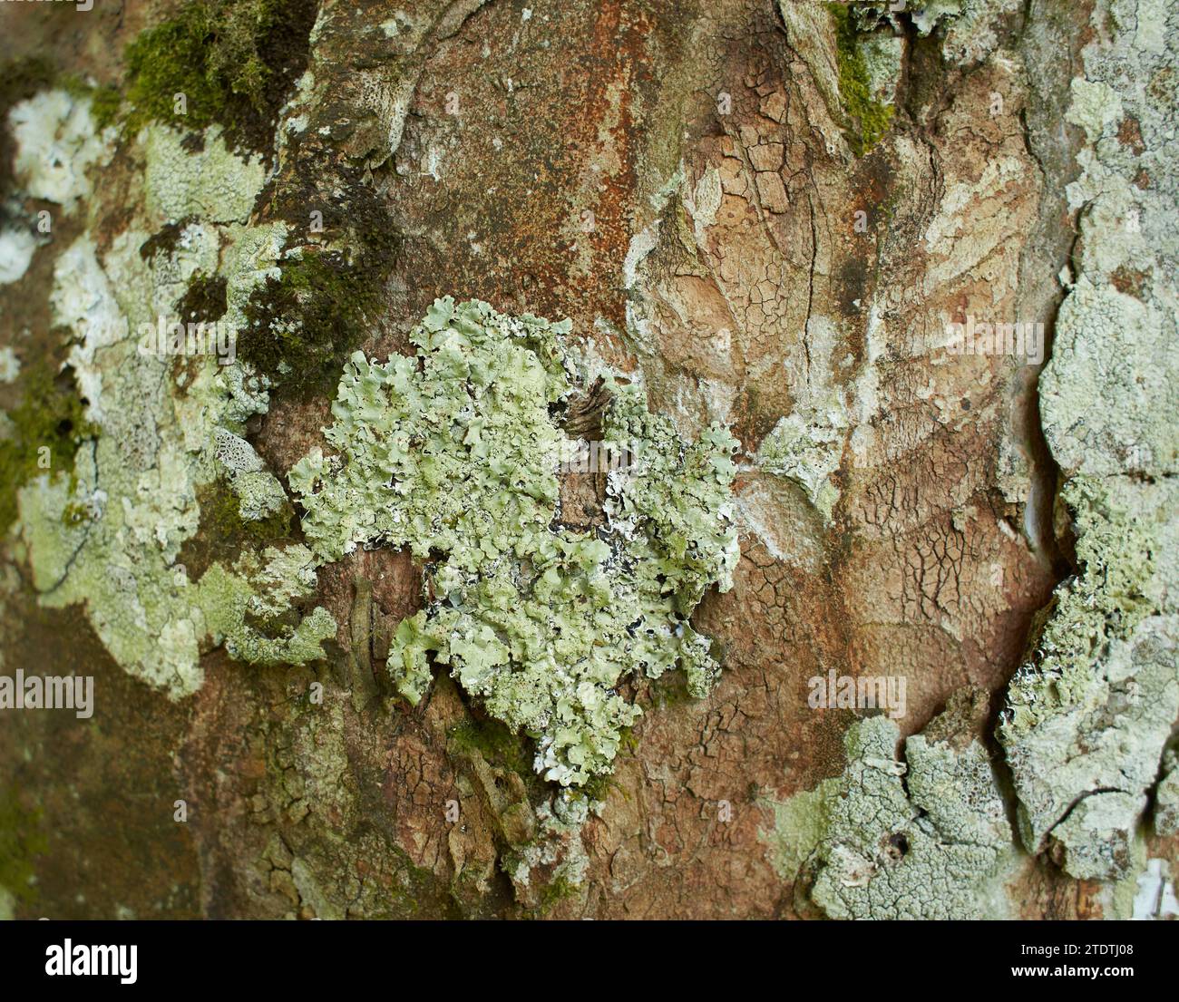 Foliose Lichen on fir trunk Stock Photo - Alamy