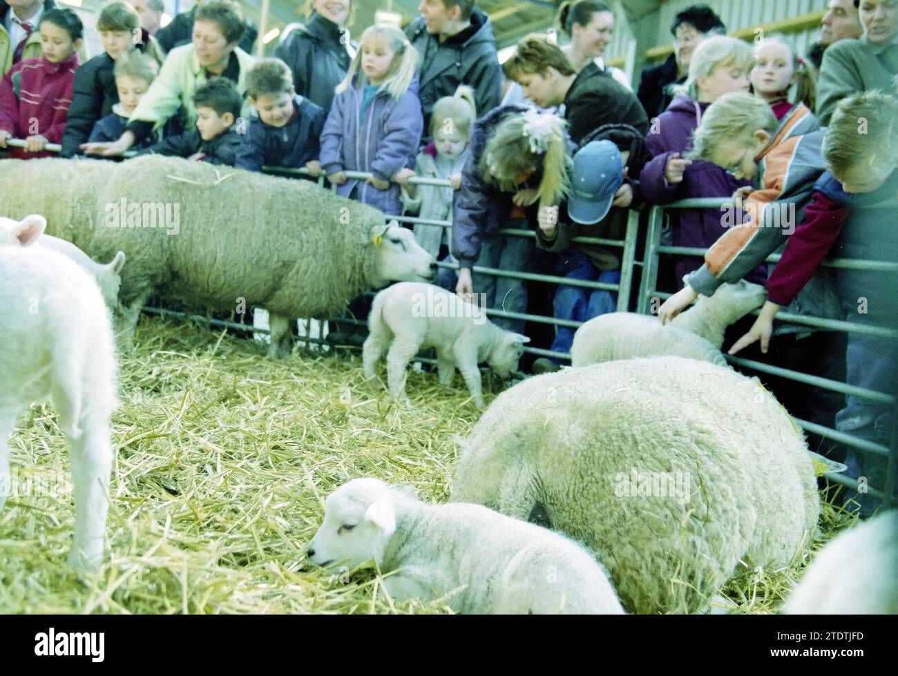 Lamb Day, Spaarnwoude, Spaarnwoude, 15-03-2003, Whizgle News from the ...