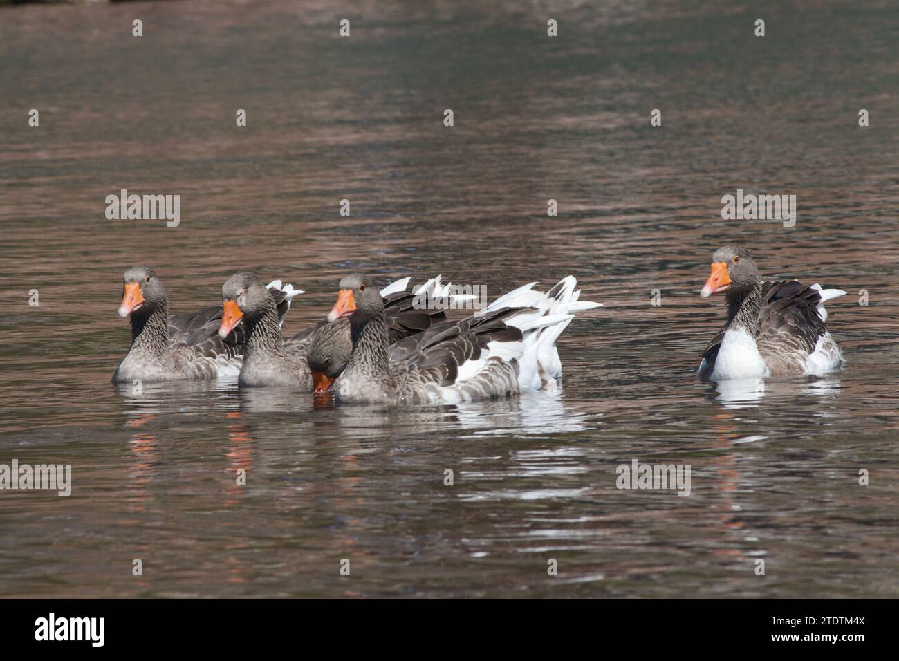 A gaggle of greylag geese swimming in a lake in Turkey Stock Photo - Alamy