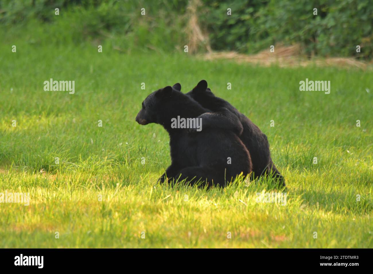every bear needs a buddy Stock Photo - Alamy