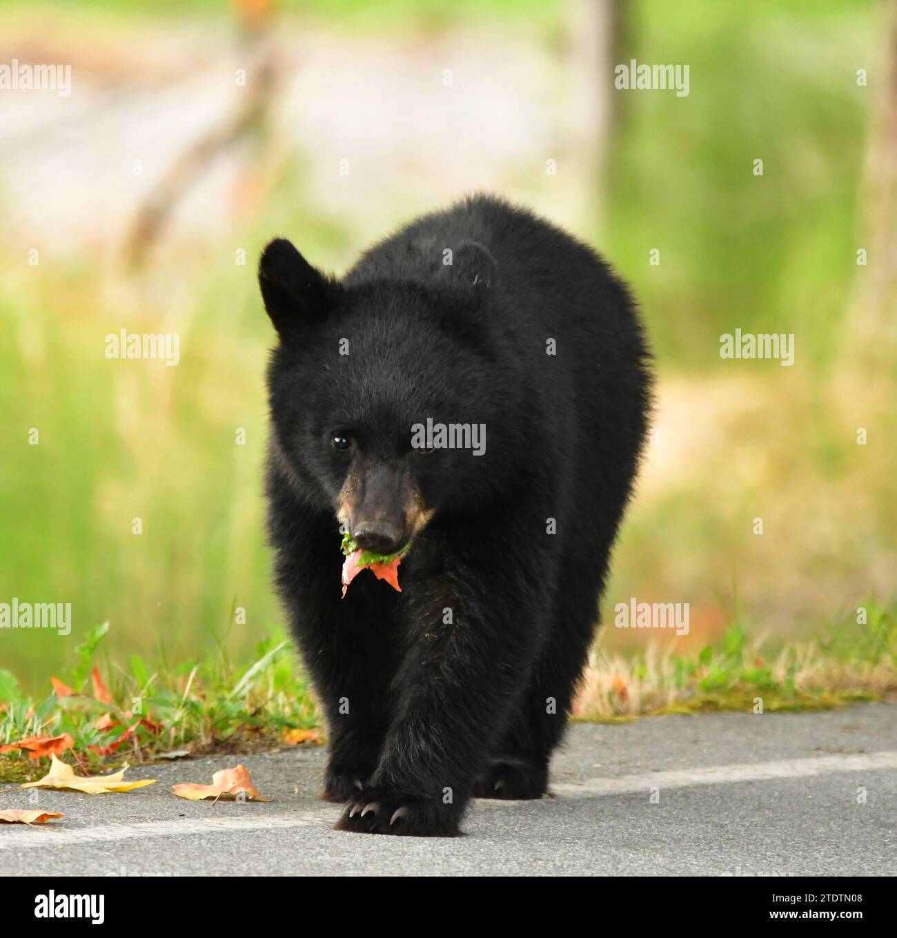 baby bear eating a salad Stock Photo - Alamy