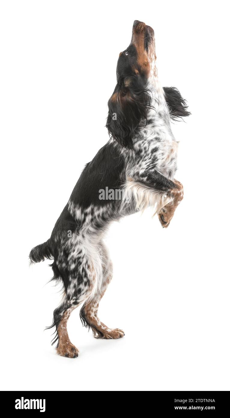 Cute cocker spaniel dog jumping on white background Stock Photo - Alamy