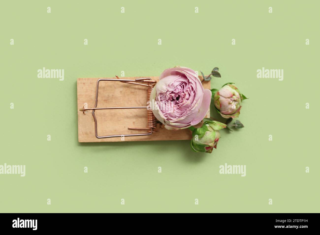 Wooden mousetrap with beautiful rose flowers on color background Stock ...
