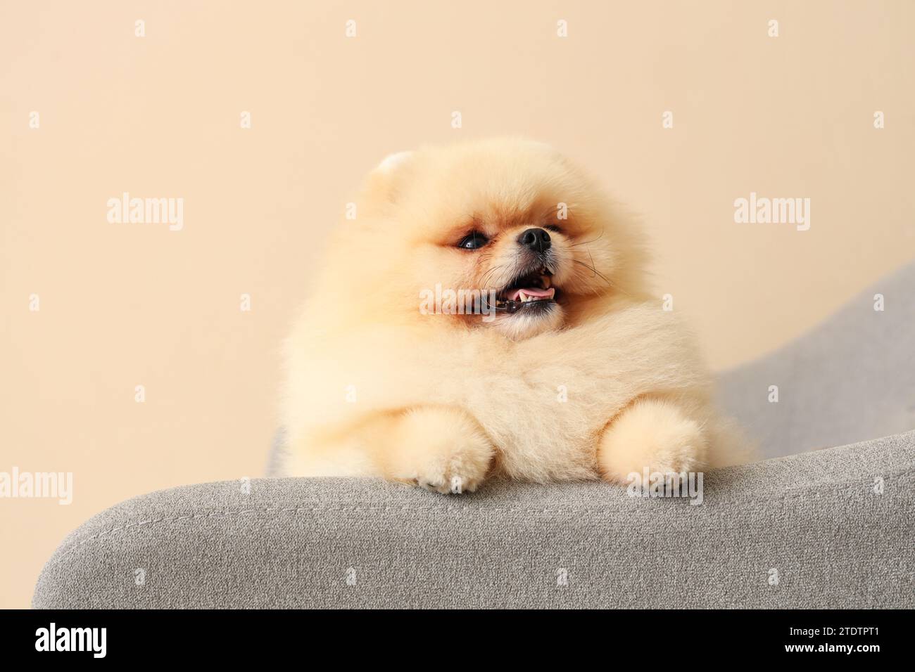 Cute Pomeranian spitz in armchair on beige background, closeup Stock ...