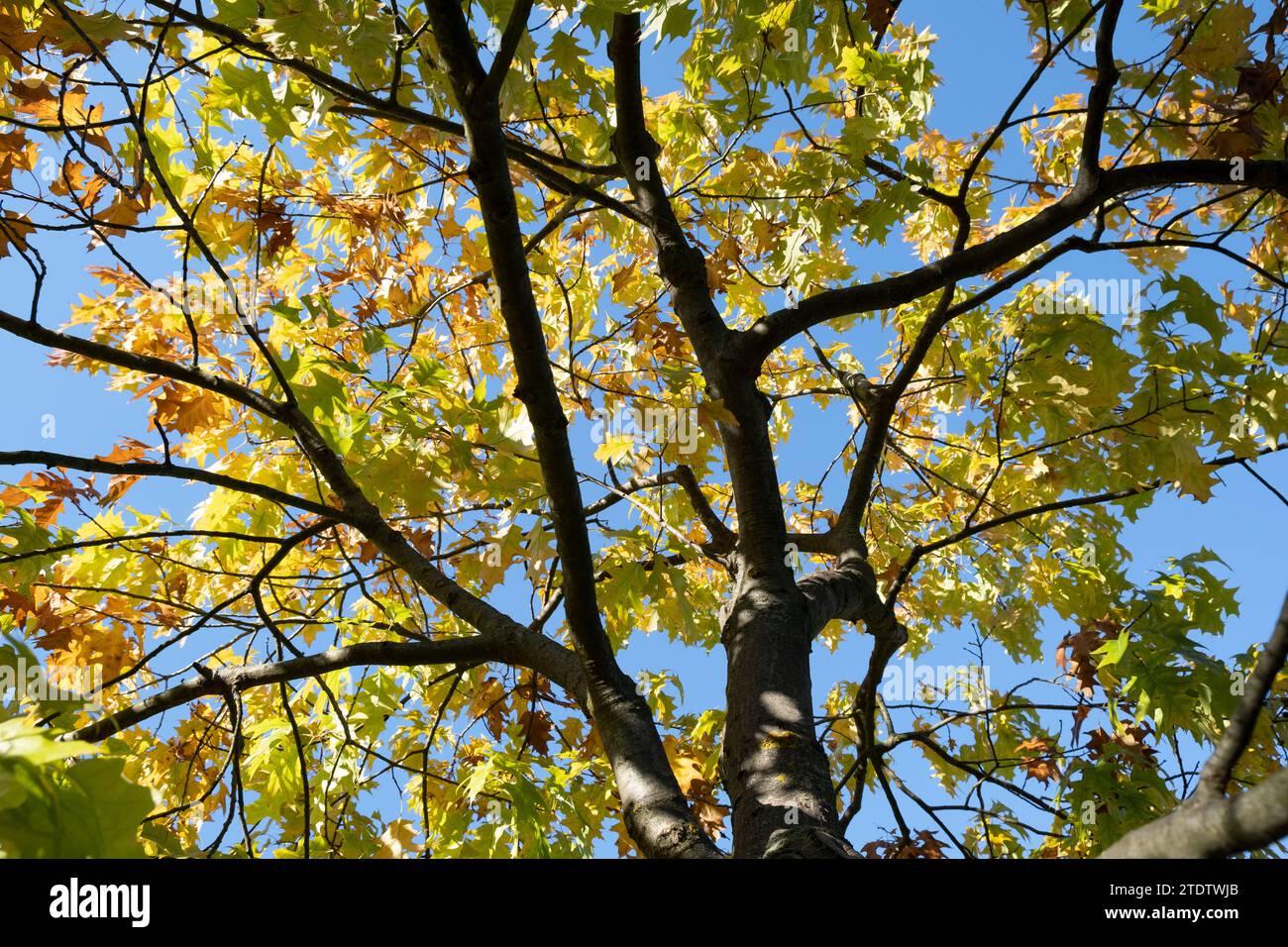 Autumn fall. Gold Trees in a park. Colorful foliage in the park ...