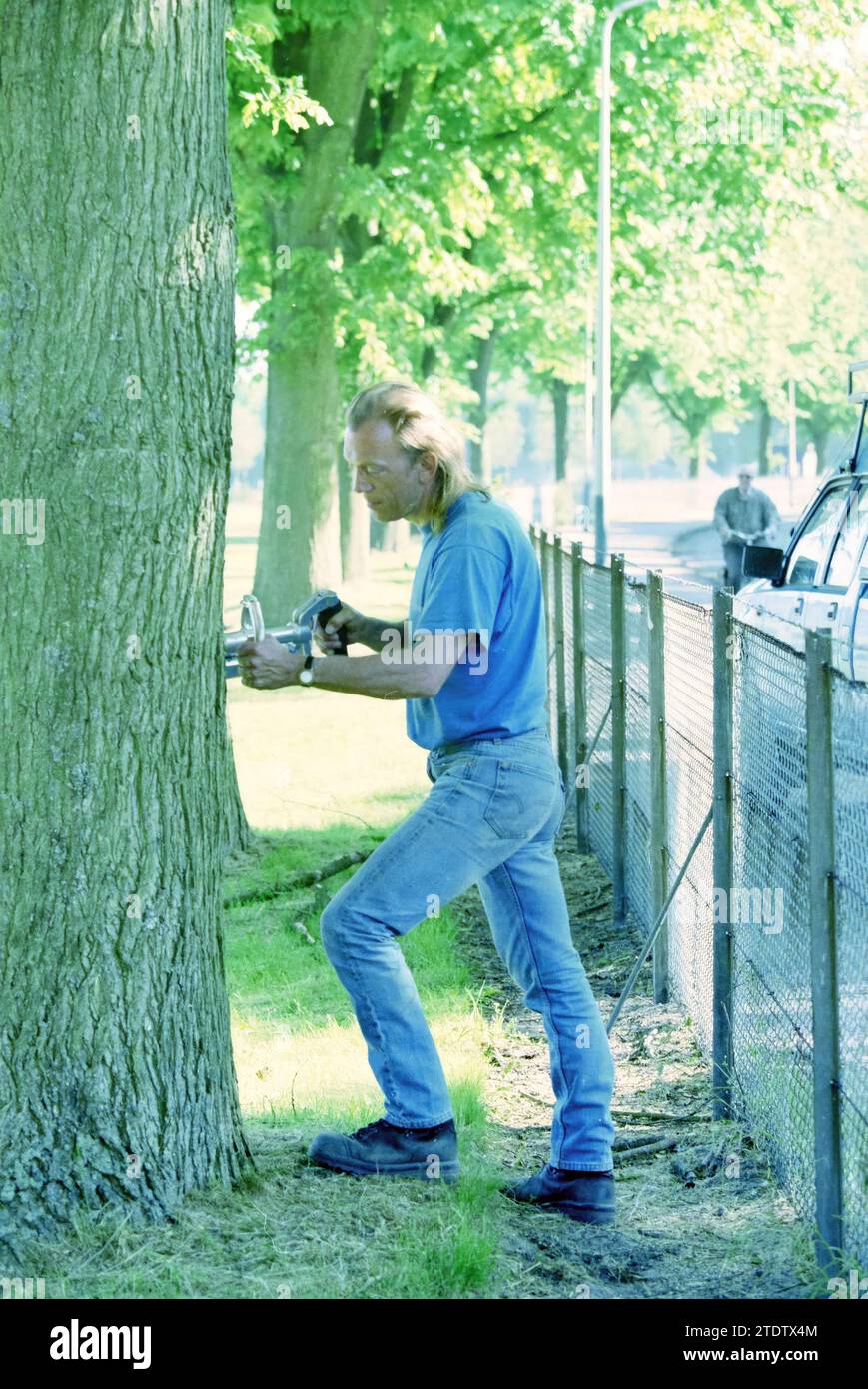 Injecting elm trees hi-res stock photography and images - Alamy