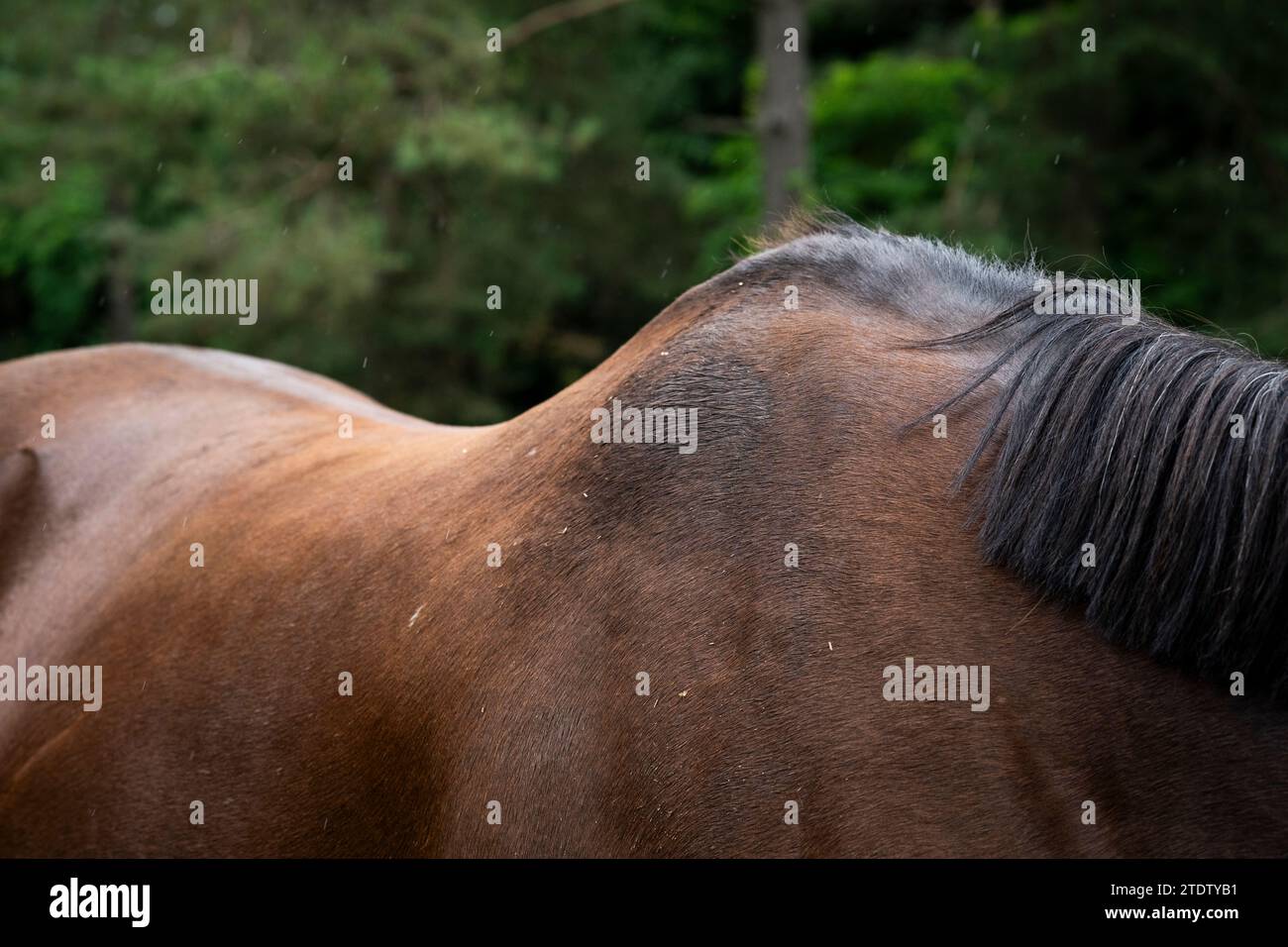 The withers and back of a bay horse Stock Photo - Alamy