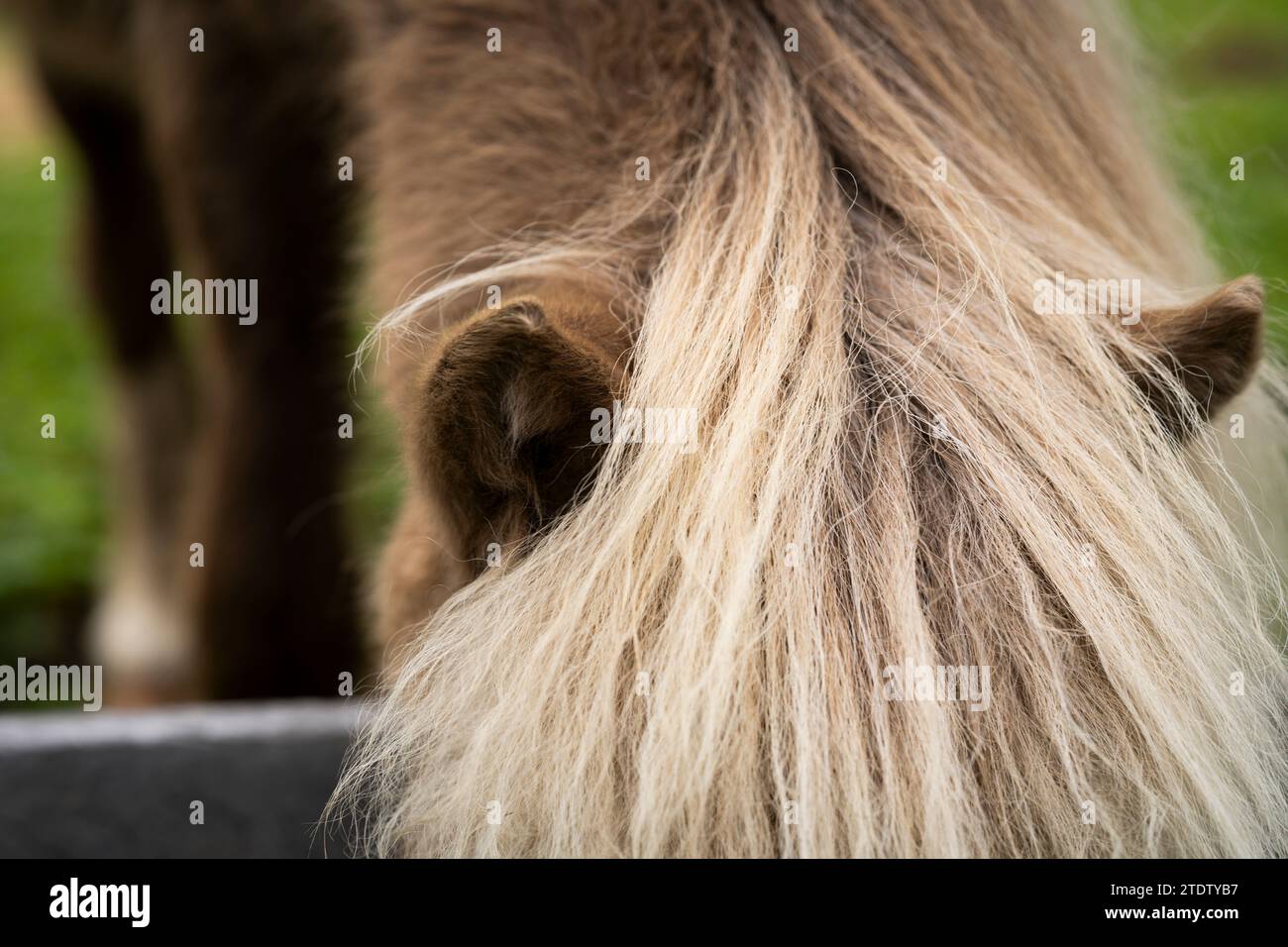 Forelock and ears on a small pony Stock Photo - Alamy