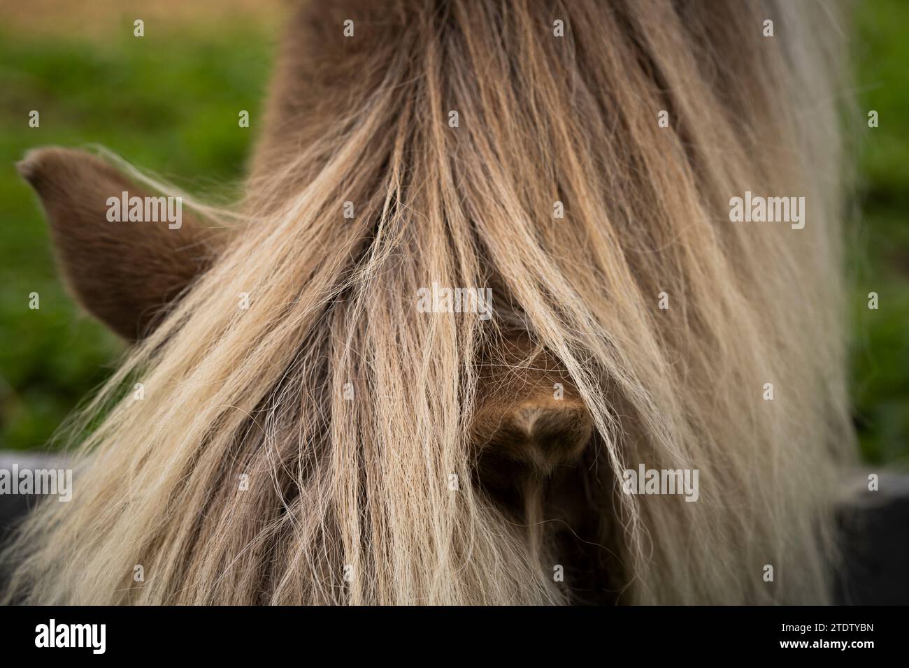 Horse mane forelock hi-res stock photography and images - Alamy