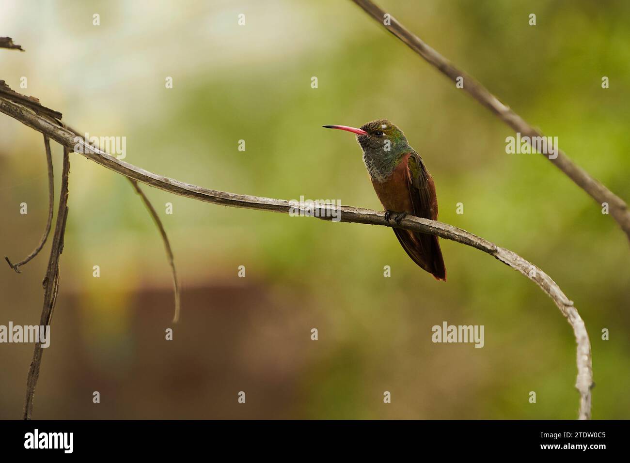 rufous-bellied hummingbird standing on a tree branch resting from ...