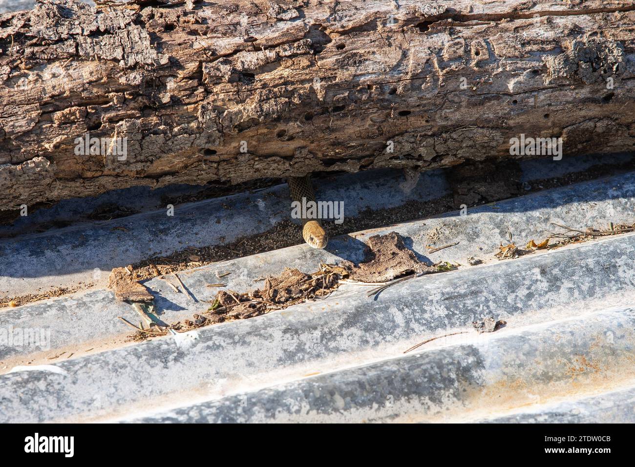 photo of a brown snake hiding under a log Stock Photo - Alamy