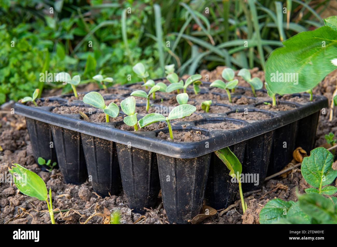 Soilnutrients hi-res stock photography and images - Alamy