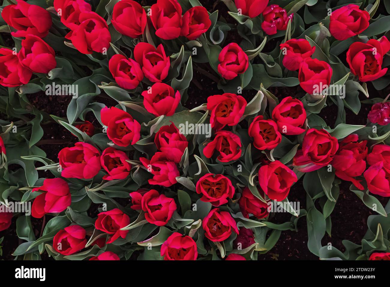 Top view of red tulips growing in the garden, spring background Stock ...