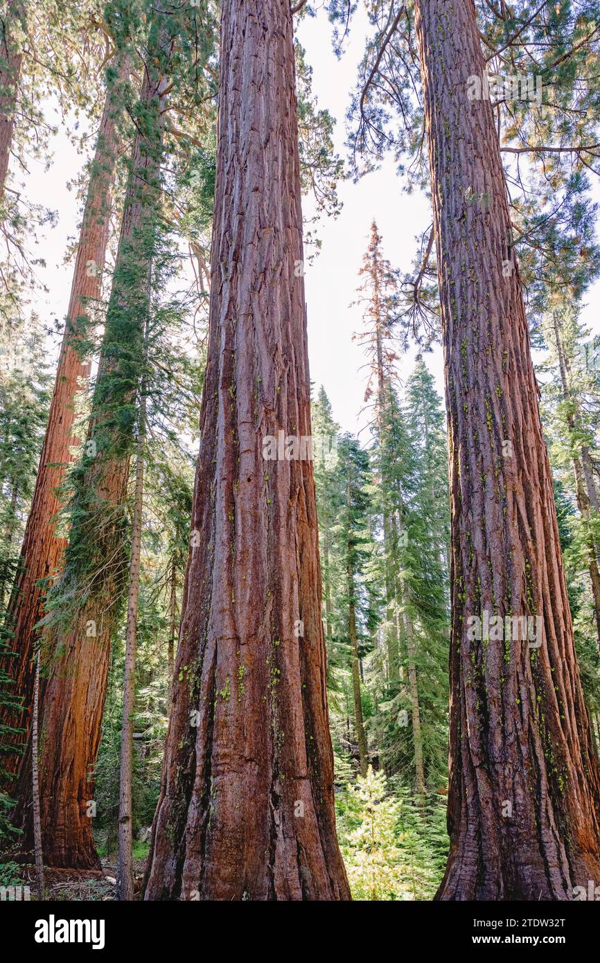 Tall redwood trees growing in California Stock Photo - Alamy