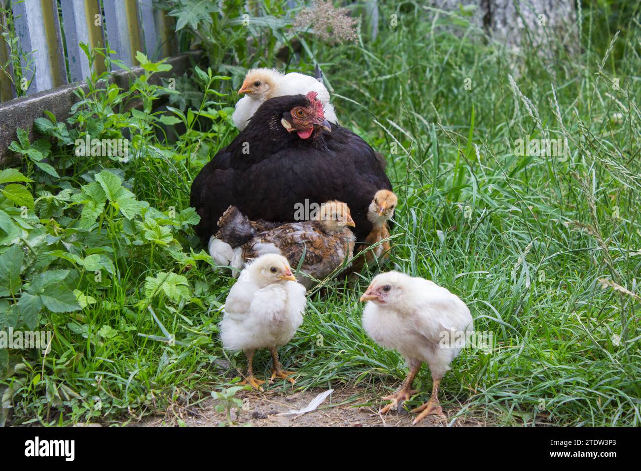 Baby chickens with family hi-res stock photography and images - Alamy