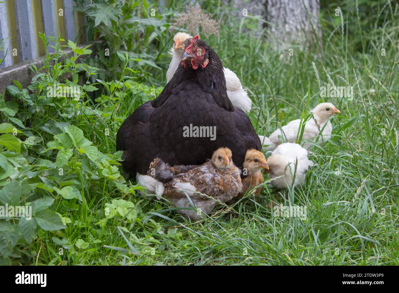Small chickens in the grass are hiding under the wings of an adult ...