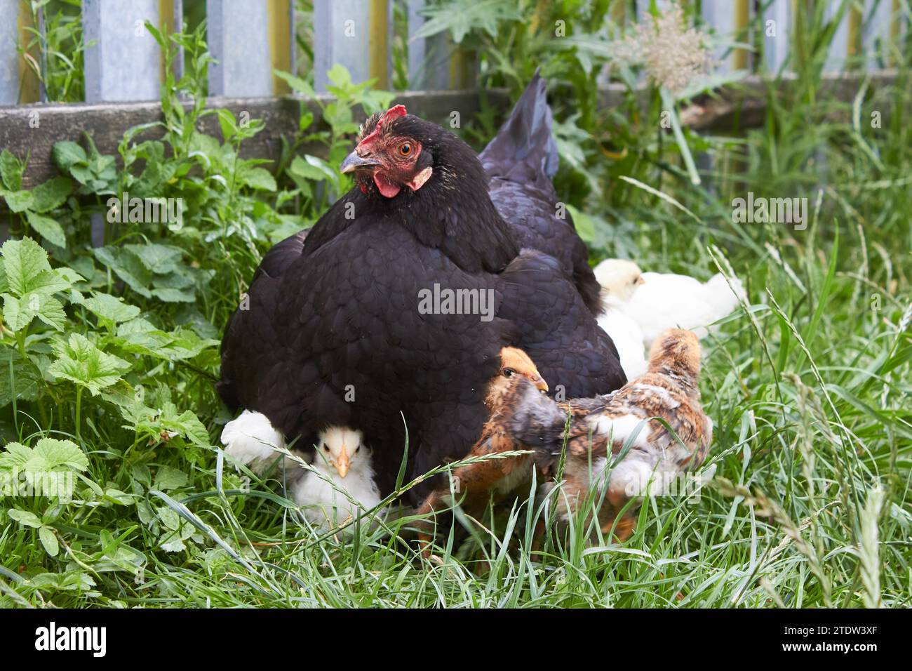 Her chicks under the wings hi-res stock photography and images - Alamy