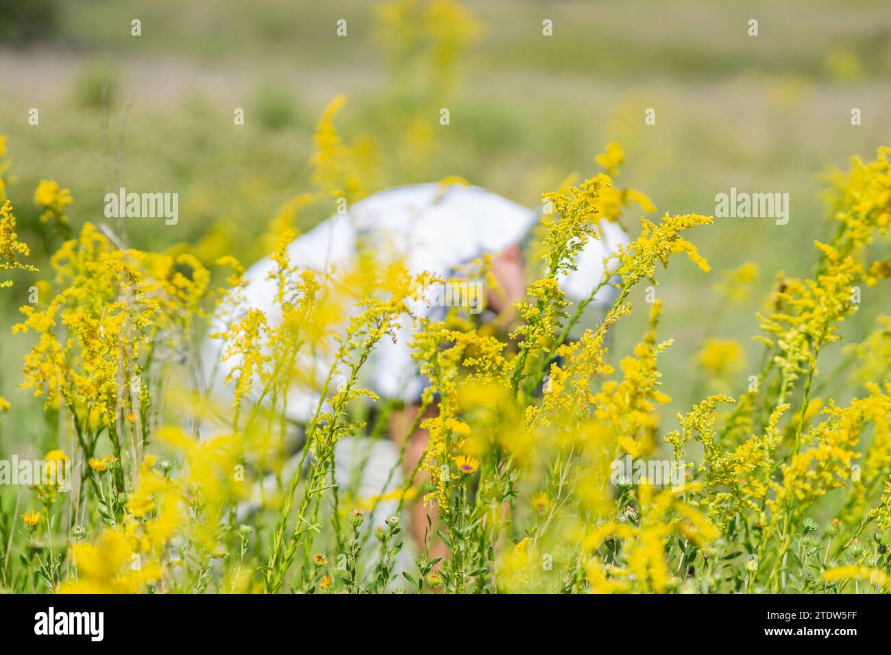 Salidago canadensis hi-res stock photography and images - Alamy