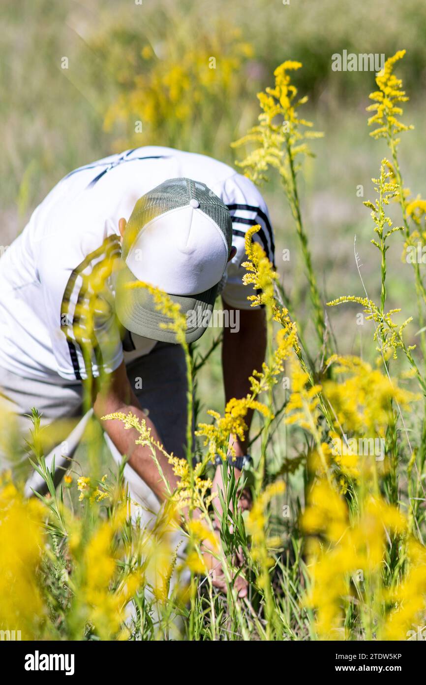 Salidago canadensis hi-res stock photography and images - Alamy