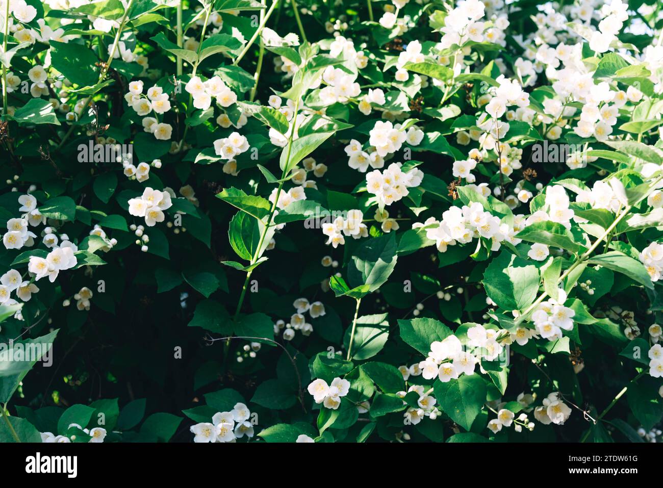 Closeup photo blue jasmine hi-res stock photography and images - Alamy