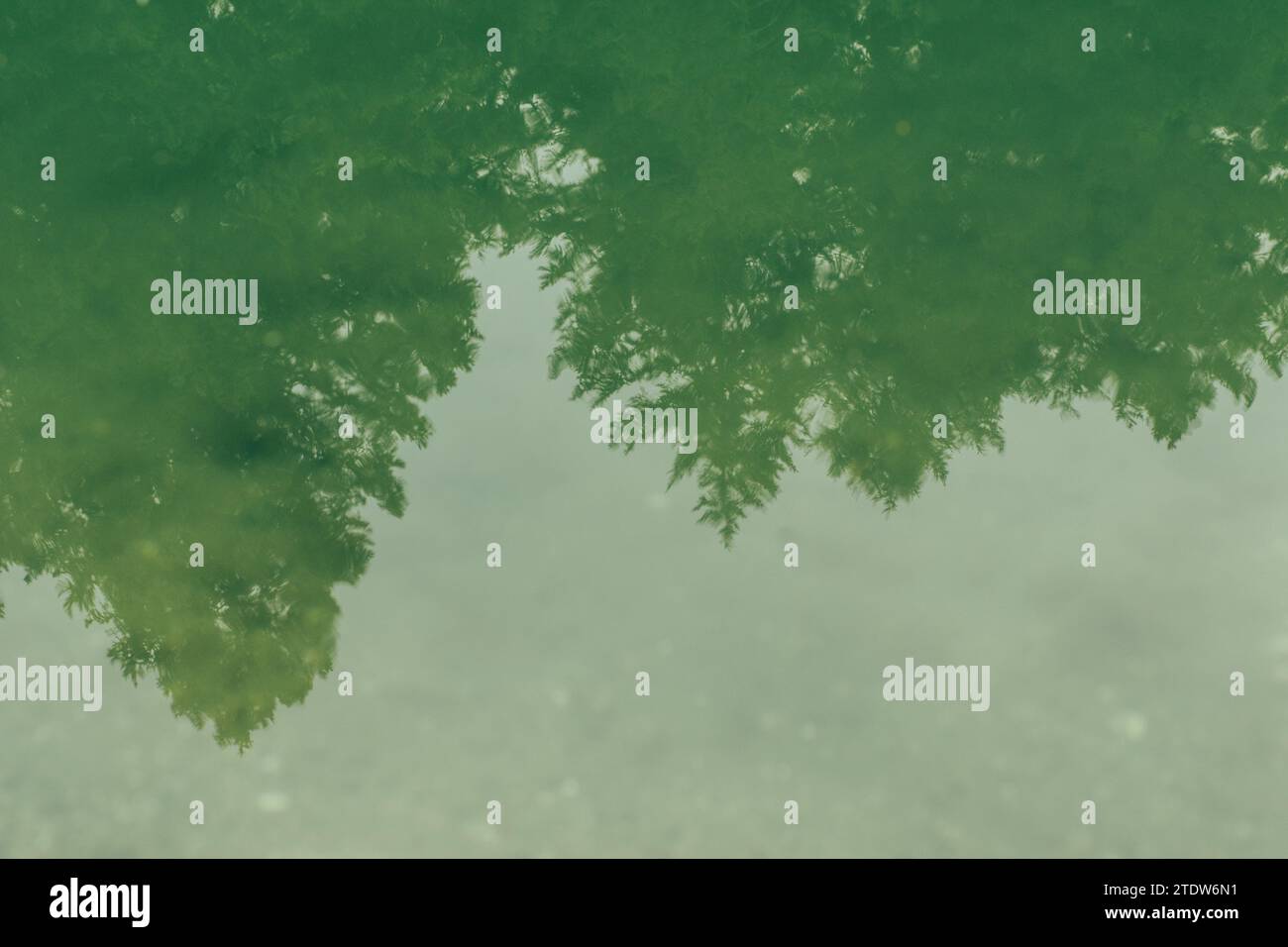 Reflection evergreen trees hi-res stock photography and images - Alamy