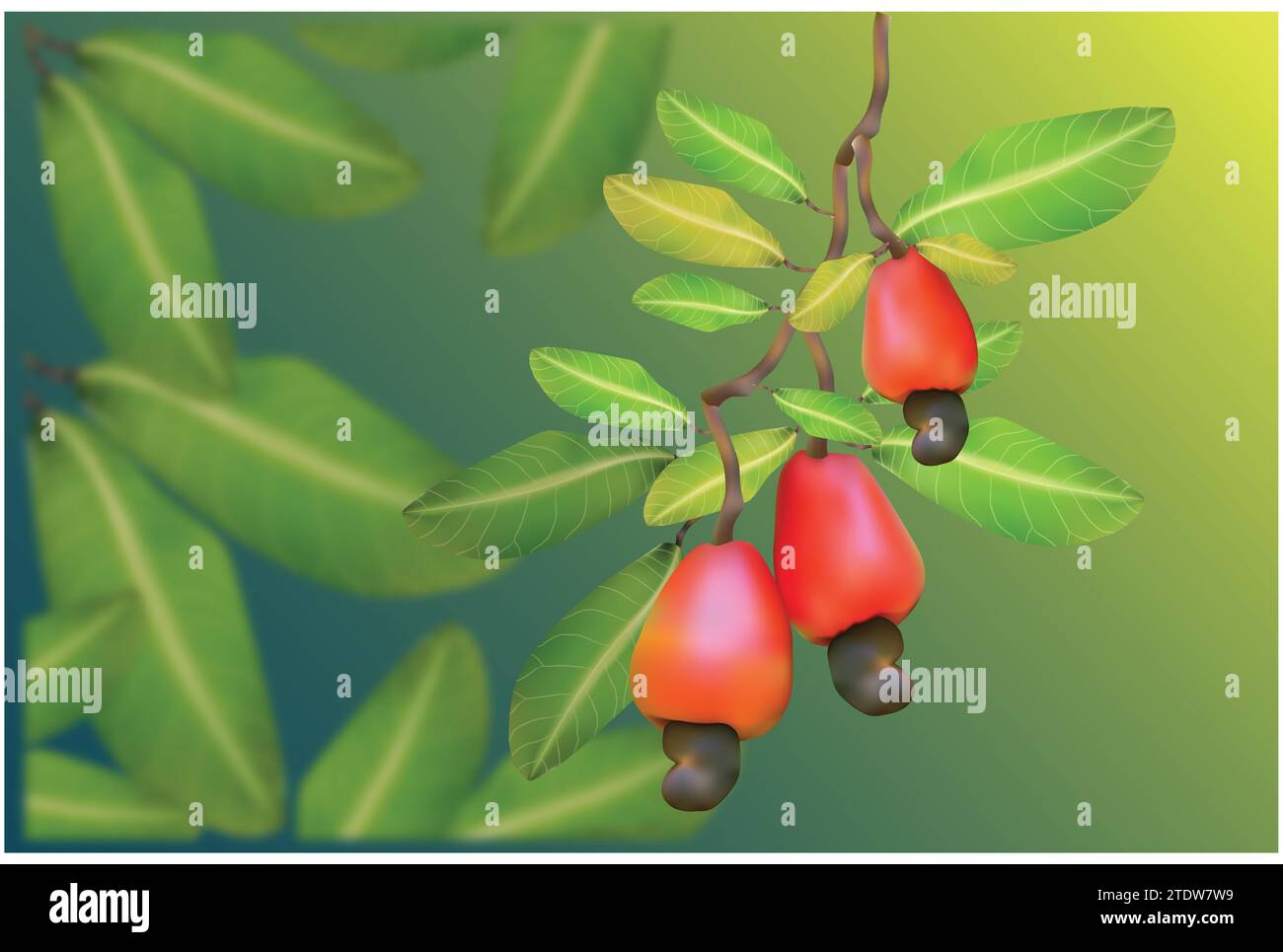 cashew tree illustration Stock Vector Image & Art - Alamy