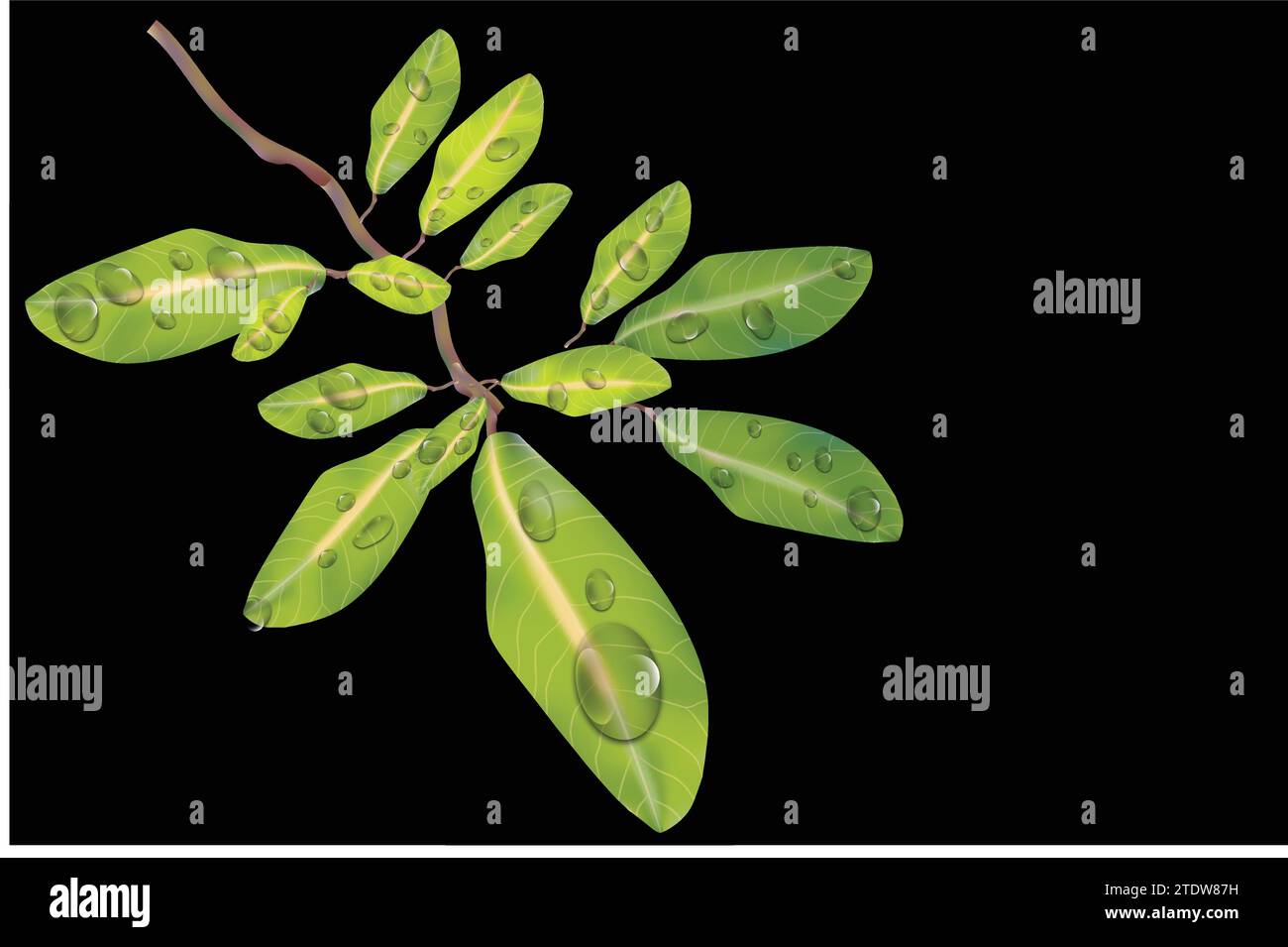 Close up natural water drops Stock Vector Images - Alamy