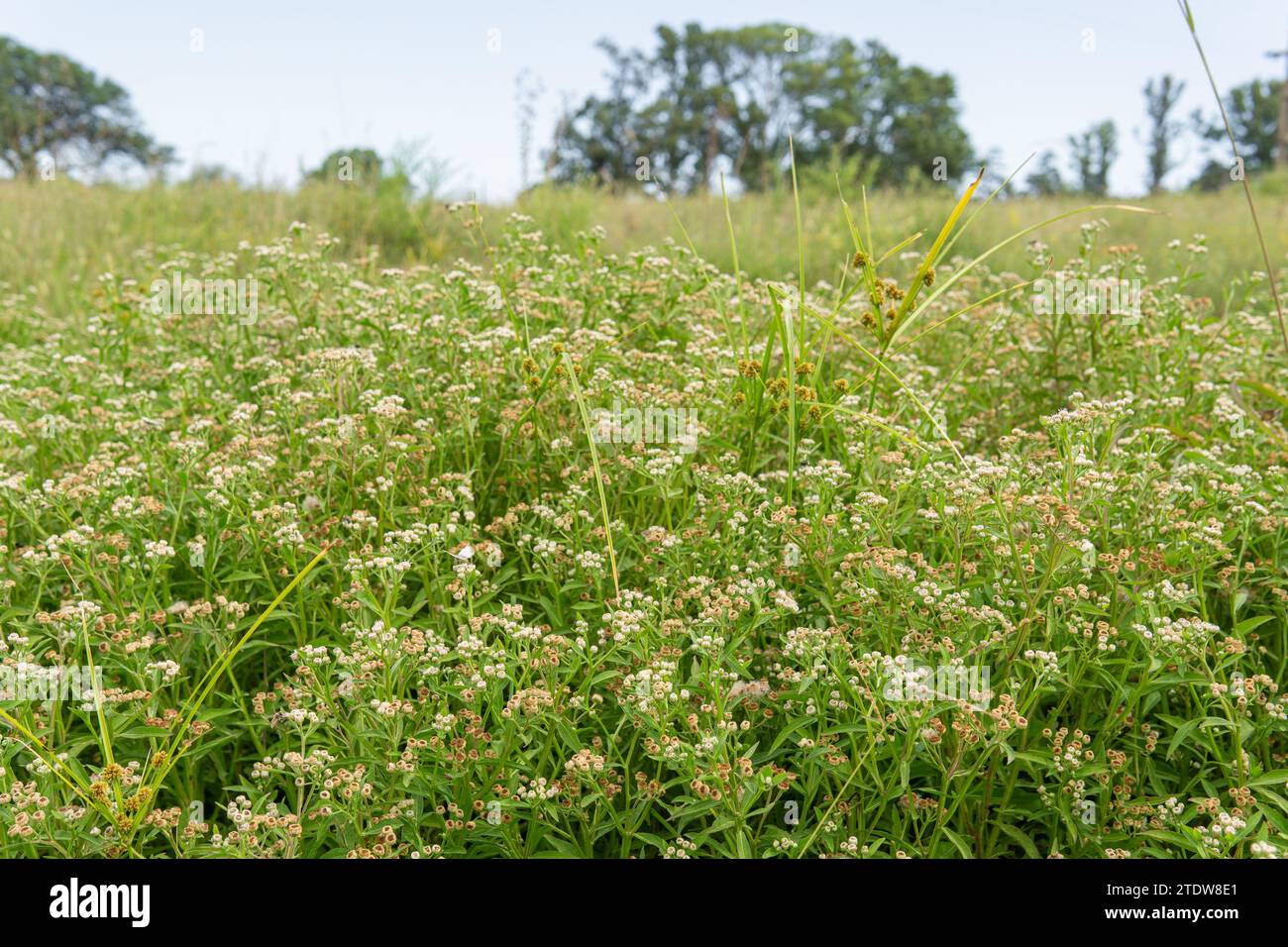 Pluchea sagittalis hi-res stock photography and images - Alamy