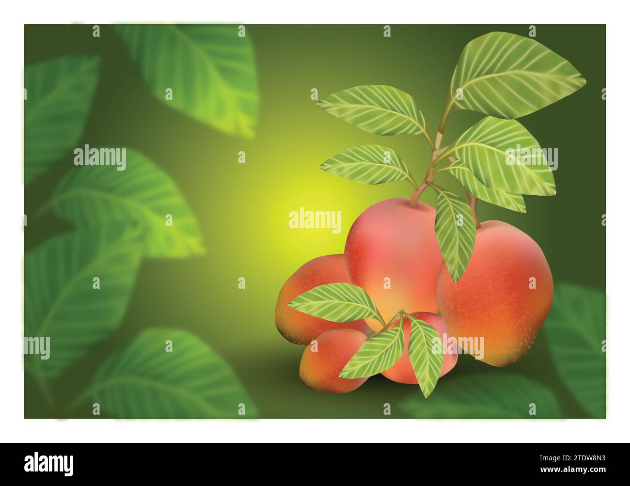 Mango tree Stock Vector Images - Alamy
