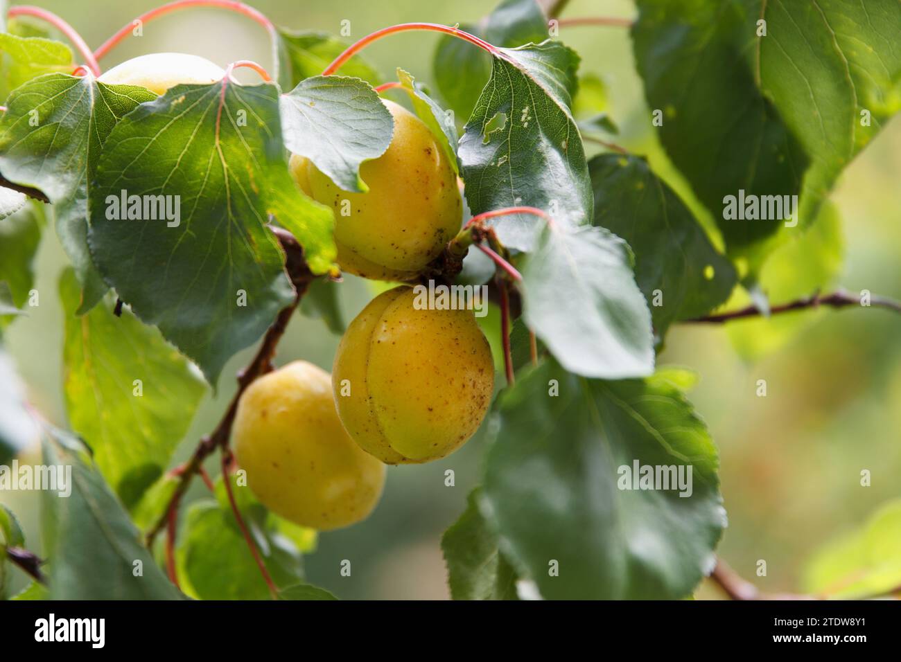 Ripe sweet yellow apricots ripe in tree garden, agricultural harvest ...