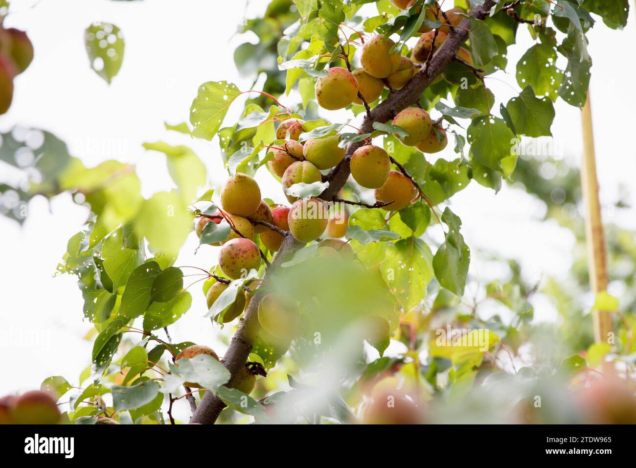 Ripe sweet apricots ripe in tree garden, agricultural harvest, after ...