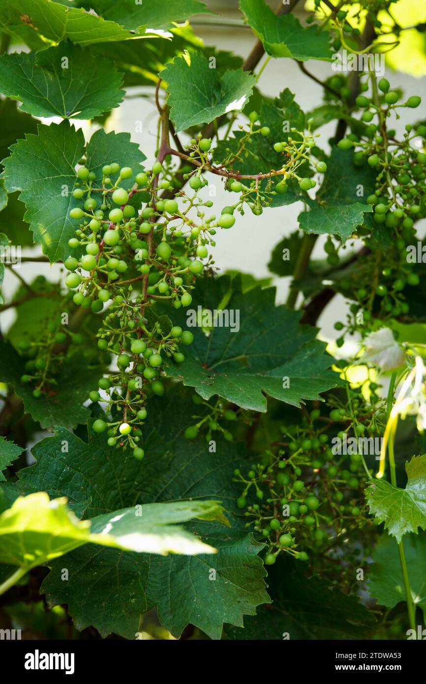 Grape diseases. Green non-ripe table grapes grow on a branch in summer ...