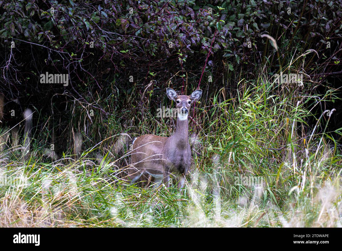 Mule Deer (Odocoileus hemionus) on the Watch Stock Photo - Alamy